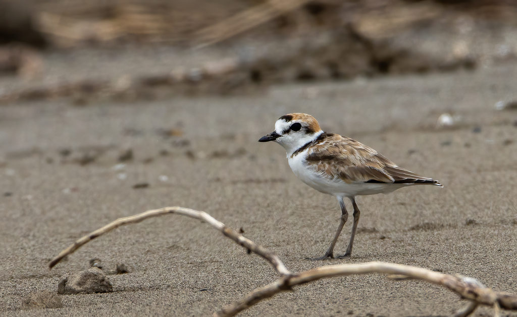 Malaysian Plover in March 2022 by Mitch Rose · iNaturalist