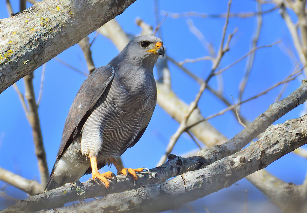 Gray Hawk from Tepic, Nayarit, Mexico on March 14, 2022 at 04:25 PM by ...