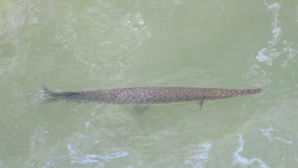 Florida Gar from Wilshire Estates, Savannah, GA, USA on March 22, 2022 ...