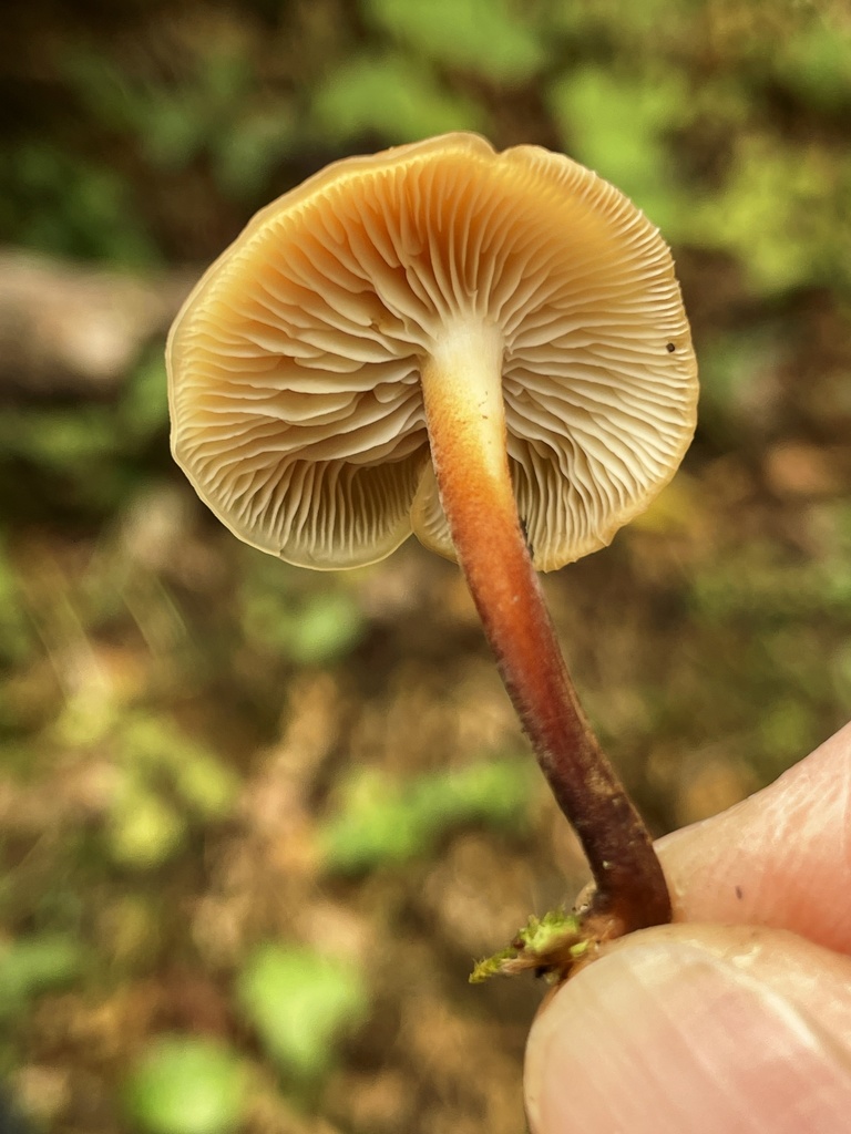 Flammulina filiformis from NE 172nd St, Woodinville, WA, US on ...