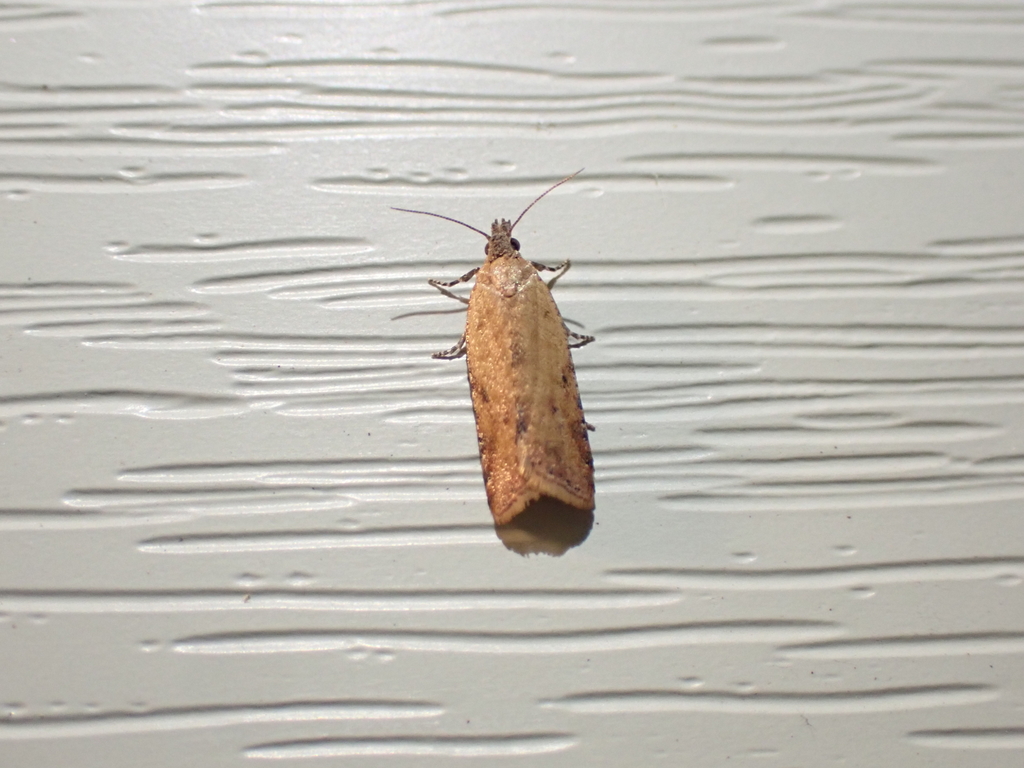 Light Brown Apple Moth from 30 Trevan St, Seymour VIC 3660, Australia ...