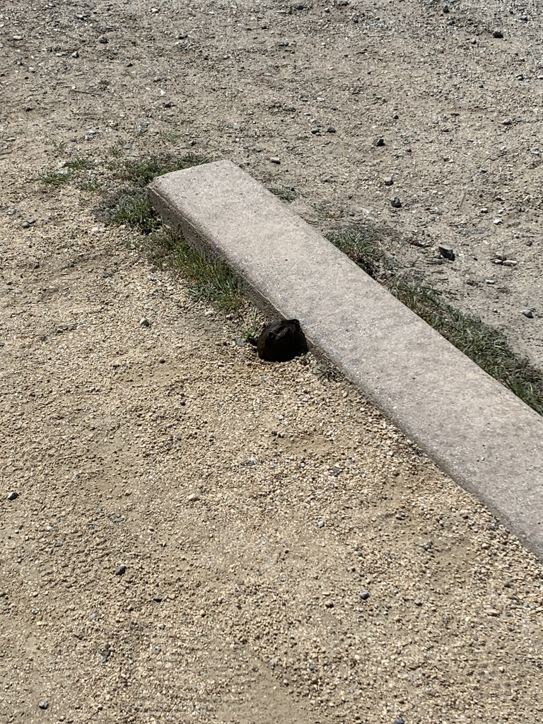 Botta's Pocket Gopher from Pigeon Point Light Station State Historic ...