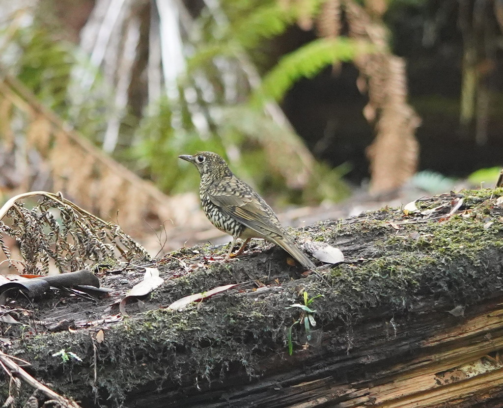 Bassian Thrush from Balook VIC 3971, Australia on March 17, 2022 at 12: ...