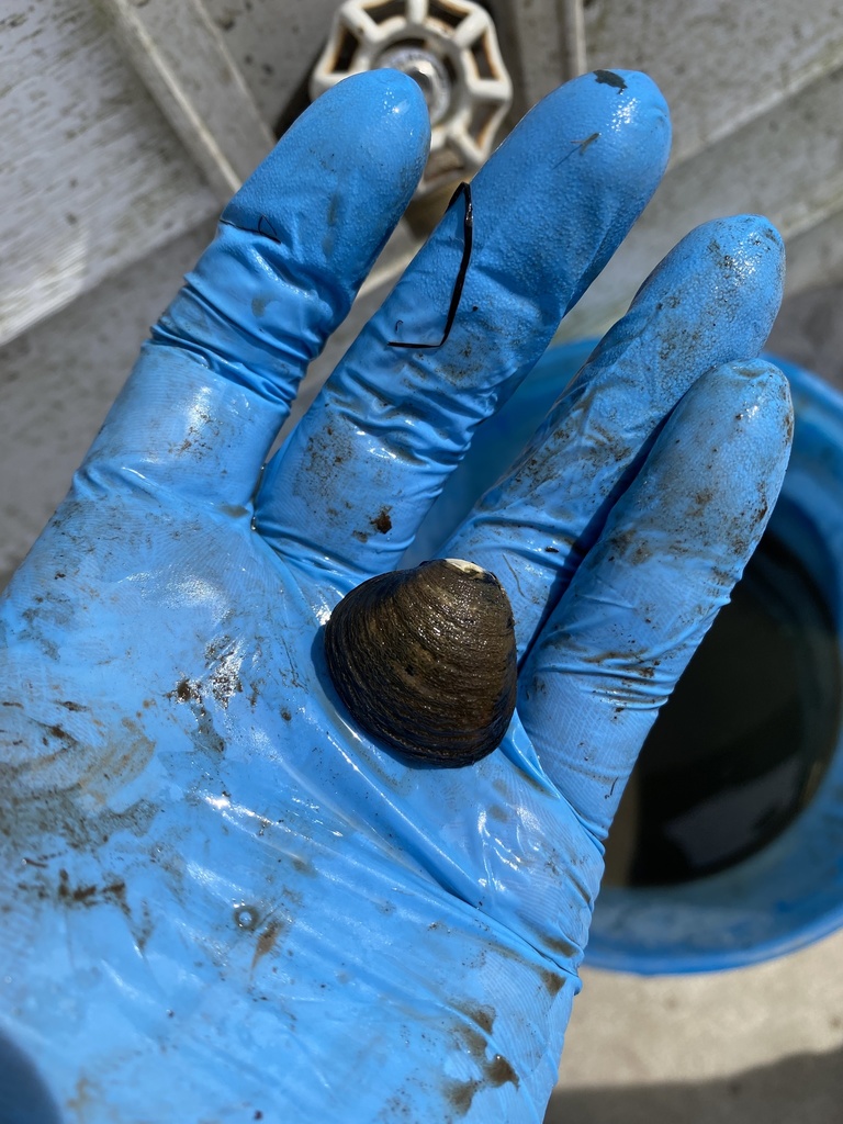 Carolina Marsh Clam from River Rd SE, Winnabow, NC, US on March 22 ...