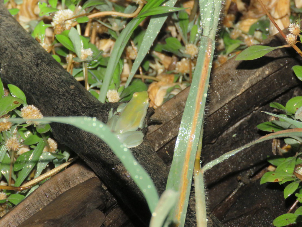 Greater Hatchet-faced Tree Frog from Vaca Diez, Bolivia on November 26 ...