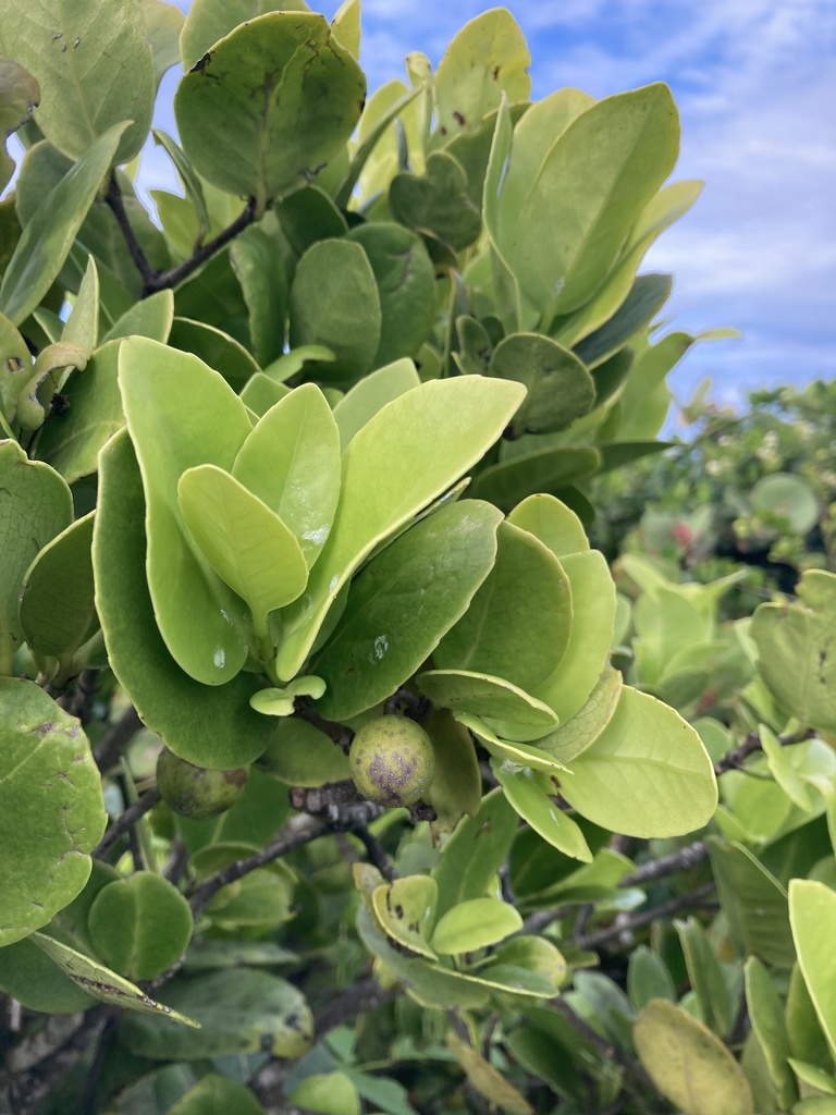 Wild Calabash from Puerto Rico, Manatí, Puerto Rico, US on March 22 ...