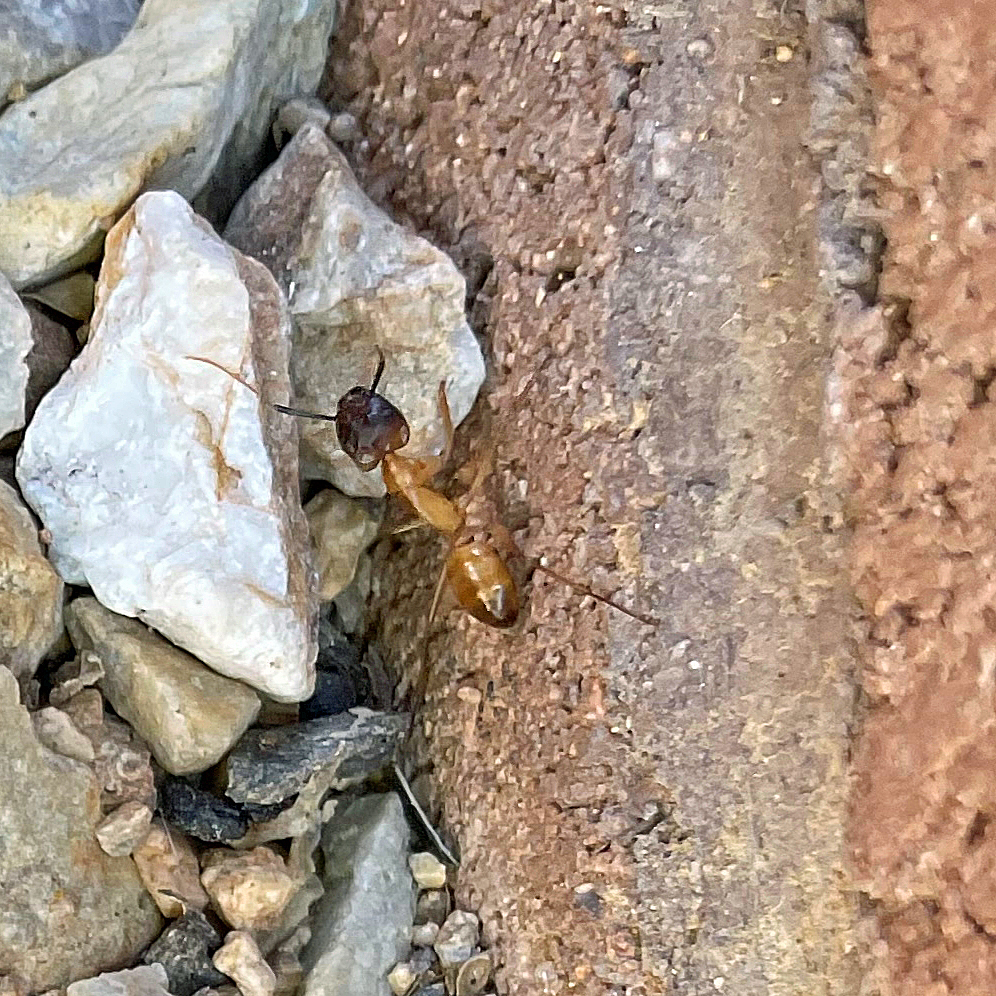 Festinatus-group Carpenter Ants from Pima County, AZ, USA on March 14 ...