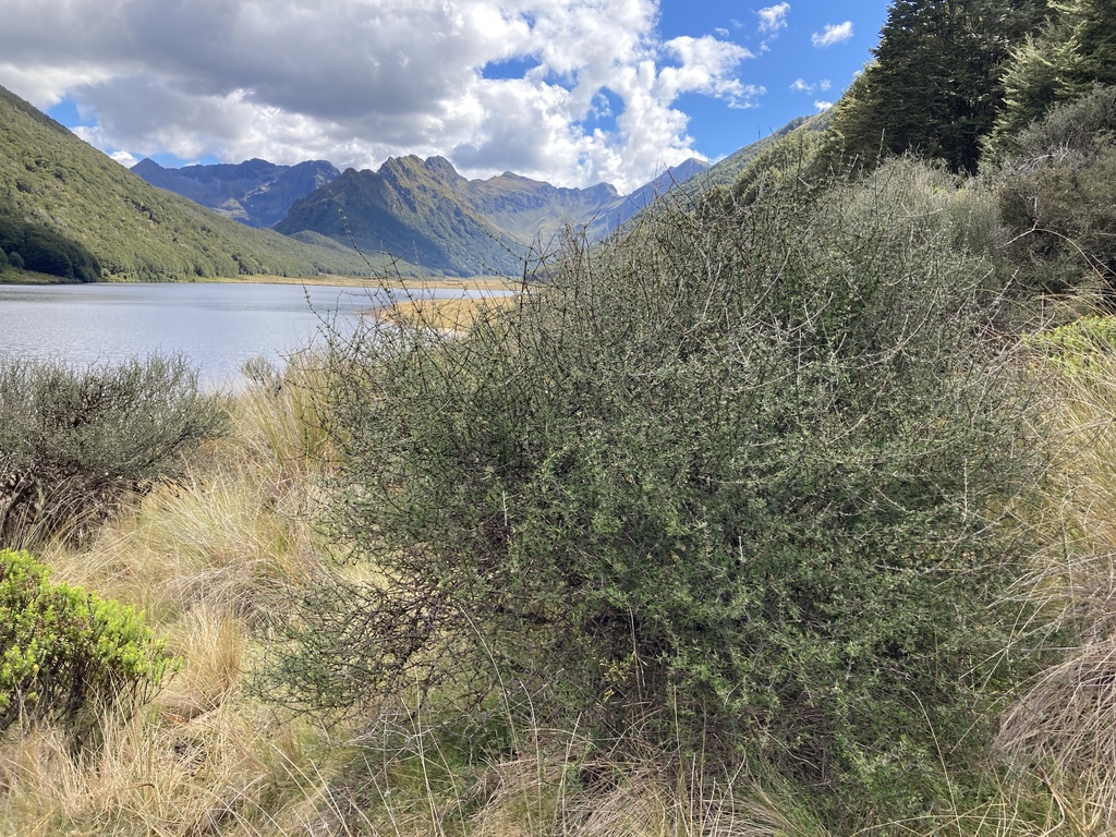 Olearia bullata from Takahe Valley, Southland District, Southland, New ...