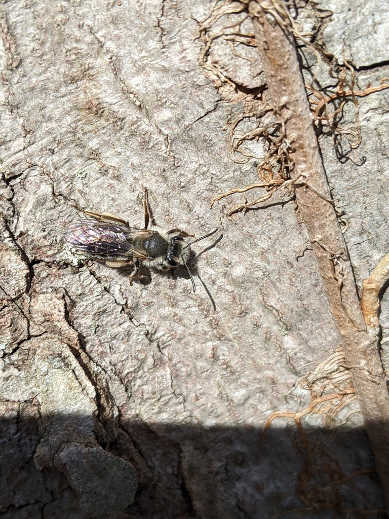 Tridentate Miner from Sparta Township, NJ 07871, USA on March 22, 2022 ...