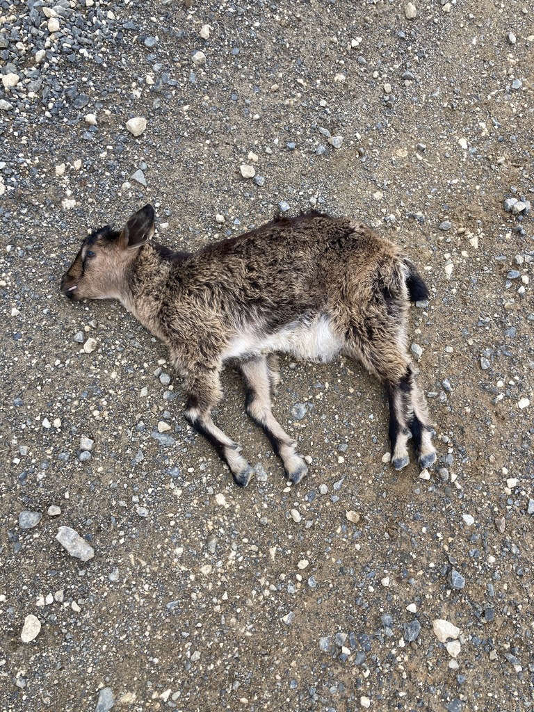 Domestic Goat from Ōpārau, New Zealand on March 23, 2022 at 11:06 AM by ...