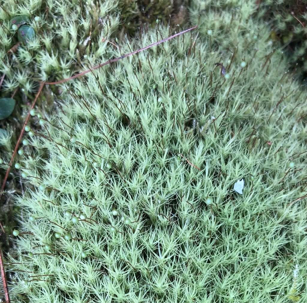 Common Apple-moss from Valdese, NC, USA on March 06, 2022 at 02:22 PM ...