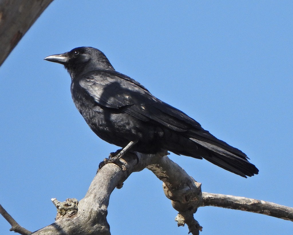 Fish Crow from Ballenger Creek, MD, USA on March 21, 2022 at 04:10 PM ...
