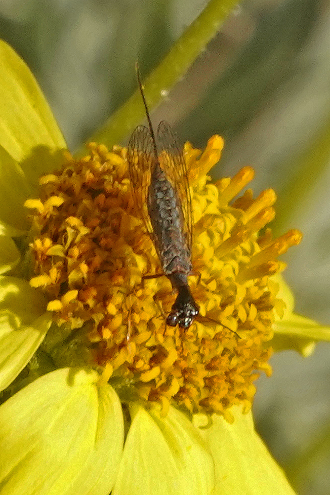 Common Snakeflies from Featherly Regional Park, CA, USA on March 21 ...
