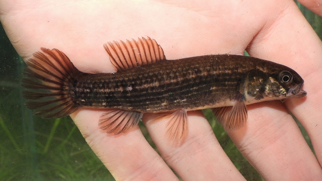 Eastern Mudminnow in March 2022 by Emilio Concari · iNaturalist