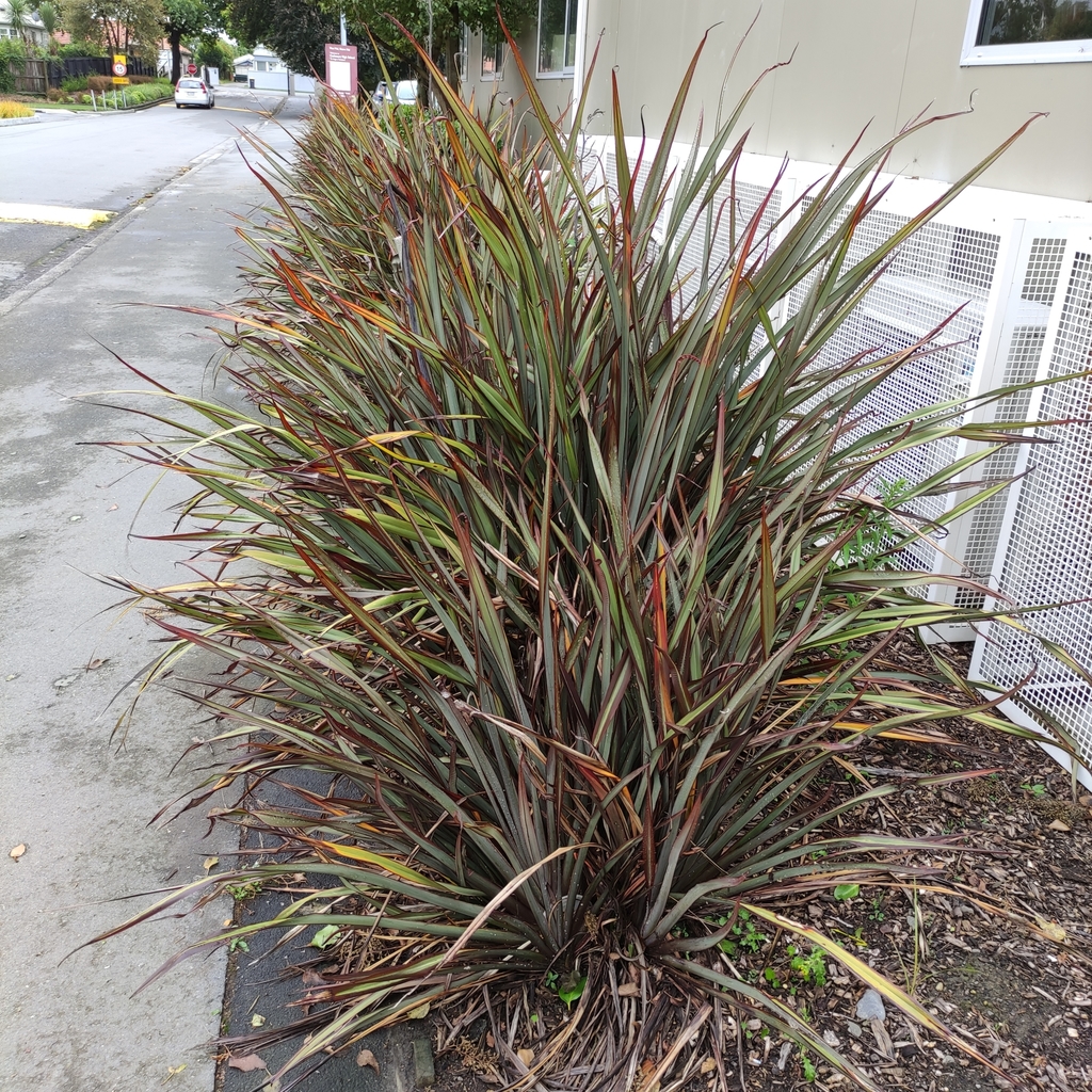 New Zealand flaxes from Christchurch including Banks Peninsula, NZ-CA ...