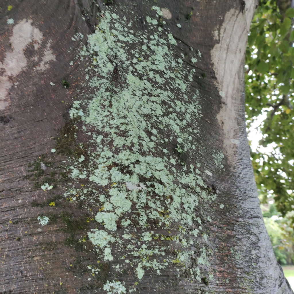 common lichens from Christchurch including Banks Peninsula, NZ-CA, NZ ...