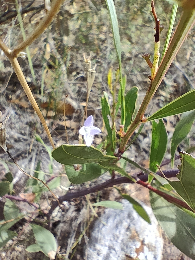 Australian bluebell from Adelaide Hills -Ranges, AU-SA, AU on March 23 ...