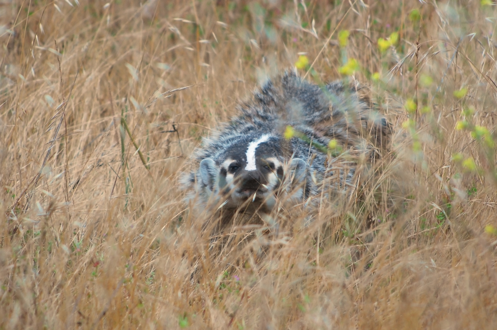American Badger from Carmel River State Beach on June 06, 2013 by ...