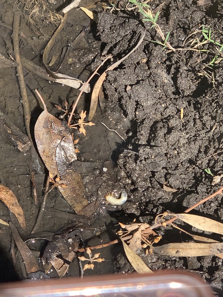 Scarabs from Huntington Central Park, Huntington Beach, CA, US on March ...