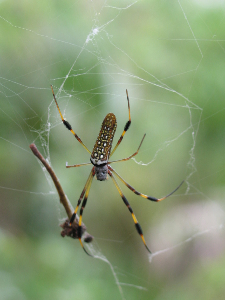 Golden Silk Spider from Miami-Dade County, FL, USA on June 6, 2005 at ...