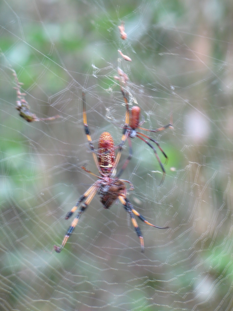 Golden Silk Spider from Miami-Dade County, FL, USA on June 6, 2005 at ...