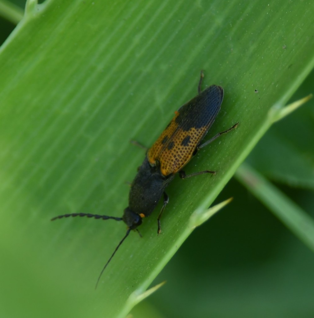 Monocrepidius germari from Gral Villegas, Provincia de Buenos Aires ...