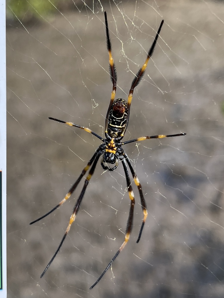 Tiger Spider from Moreton Bay Marine Park, Toorbul, QLD, AU on March 23 ...