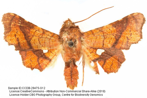 Dysodia flagrata · iNaturalist Ecuador