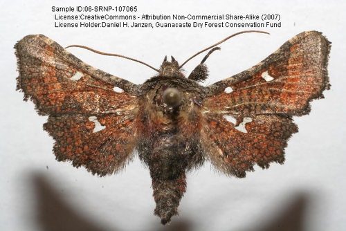 Dysodia immargo · iNaturalist United Kingdom