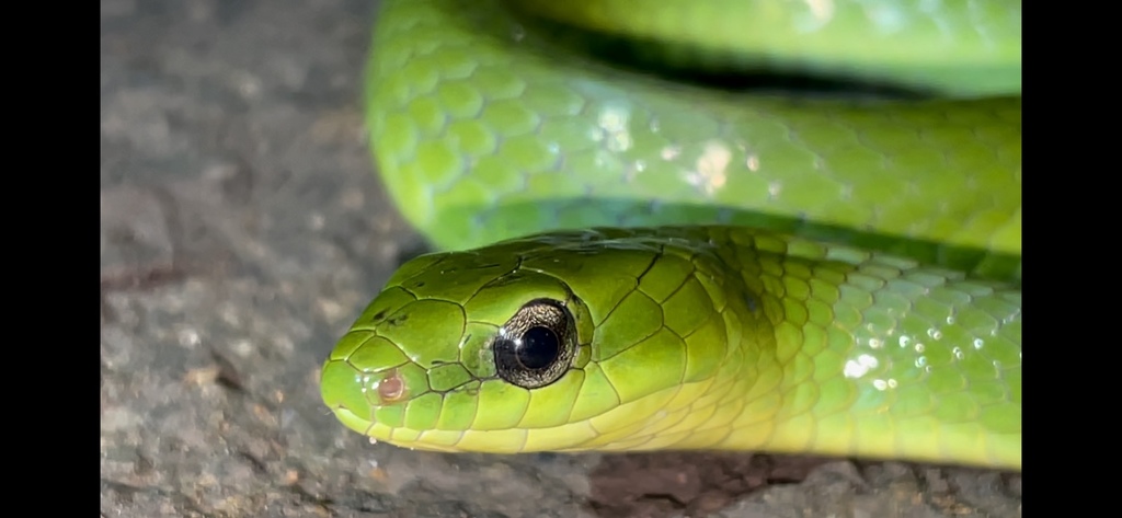 Chinese Green Snake from Hong Kong Island, Pok Fu Lam, HK on October 14 ...