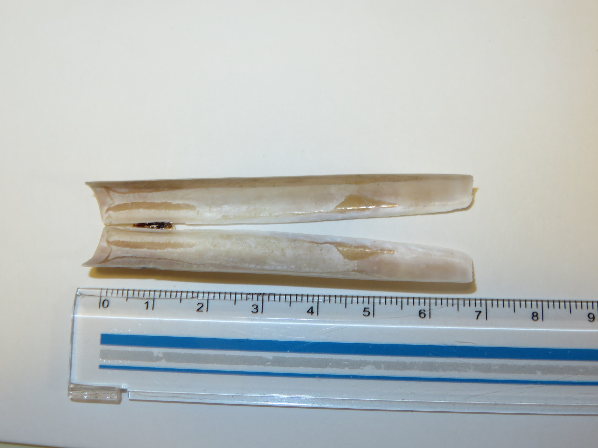 Solen strictus Gould, 1861