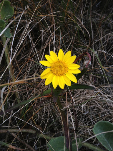 California goldfields (Wildflowers of Bouverie Preserve of ACR ...