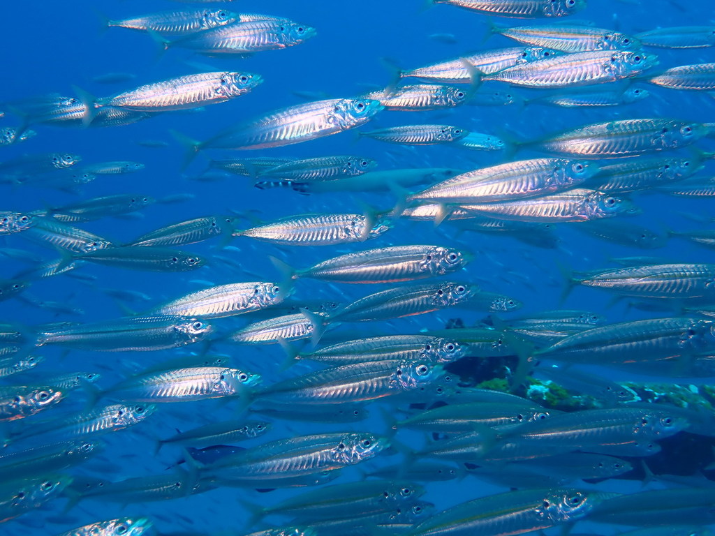 Cigar Minnow (Decapterus punctatus) - Marine Life Identification