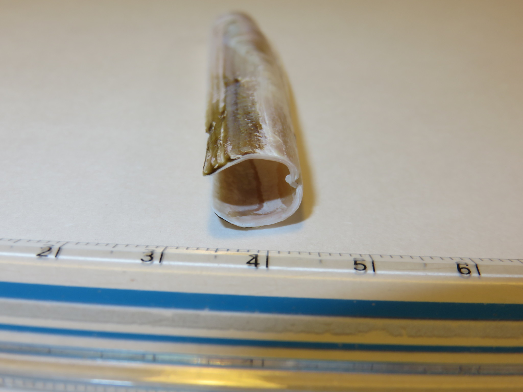 Solen strictus Gould, 1861