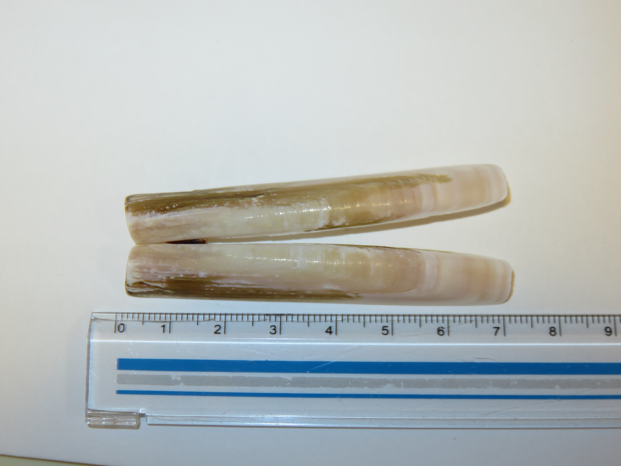 Solen strictus Gould, 1861