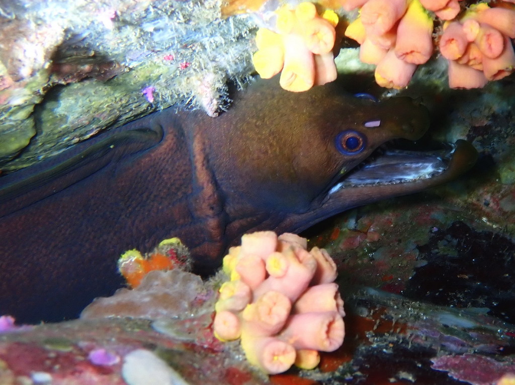 Viper Moray from Ilhéu de Santana, Sao Tomé-et-Principe on March 13 ...