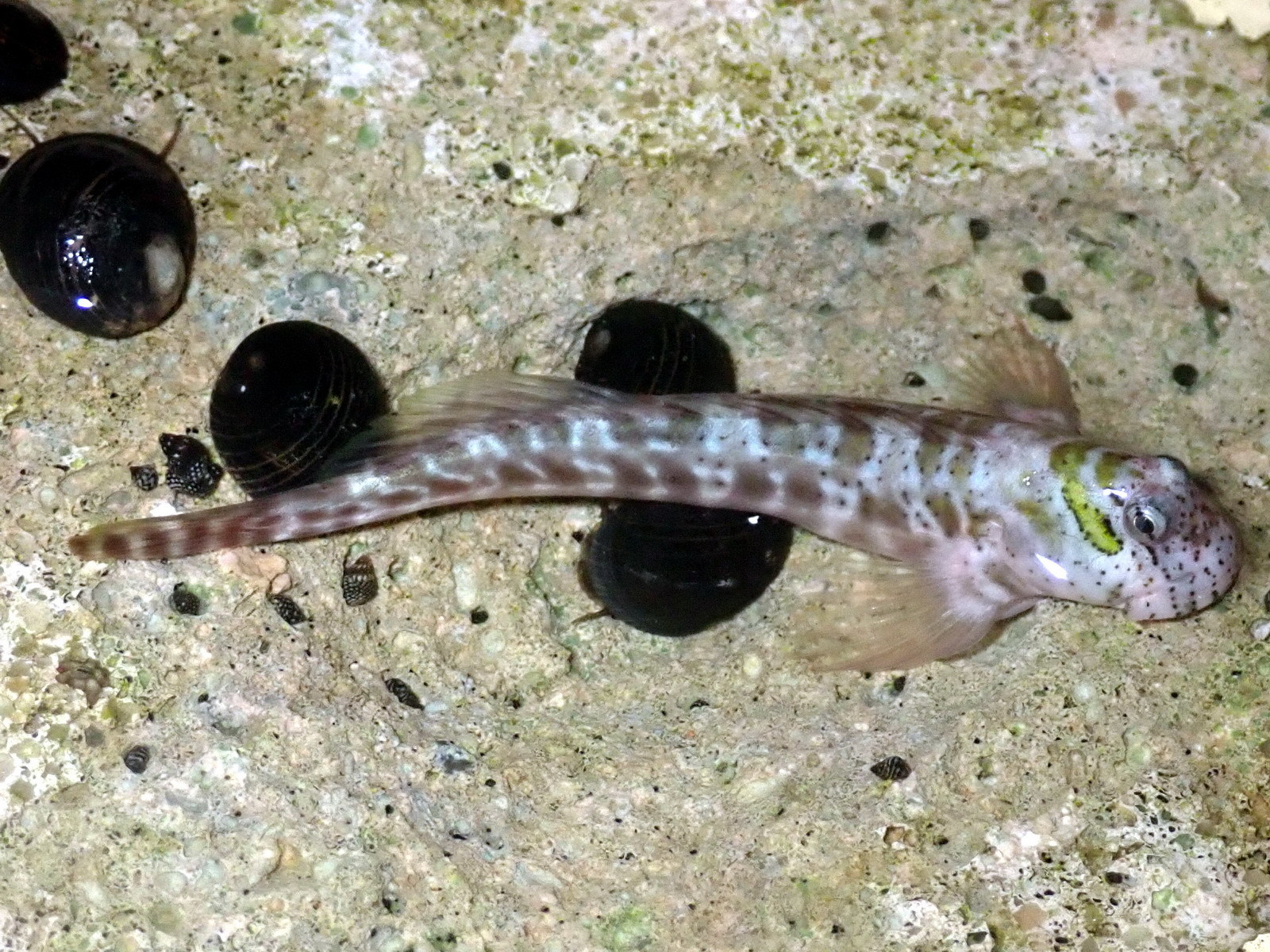 Entomacrodus cadenati Springer, 1967