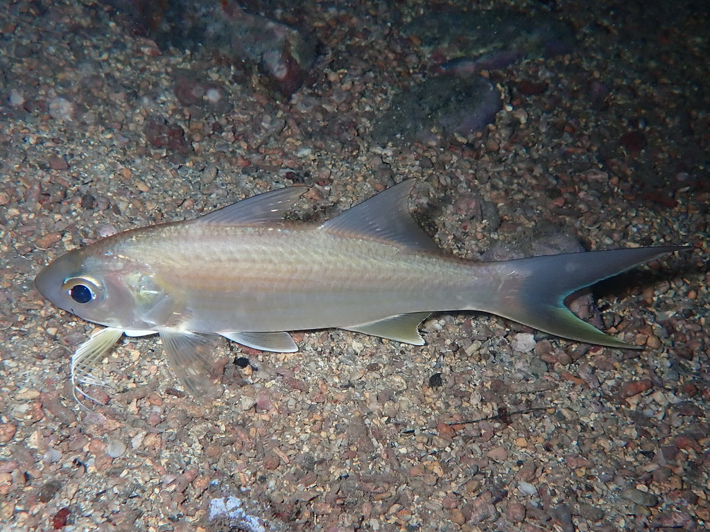 Lesser African Threadfin in March 2022 by Sylvain Le Bris · iNaturalist