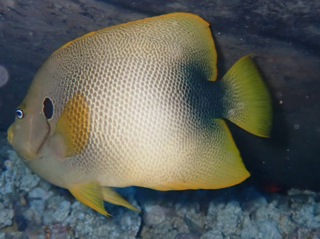 Guinean Angelfish from Pico, Sao Tomé on March 18, 2022 at 10:00 AM by ...