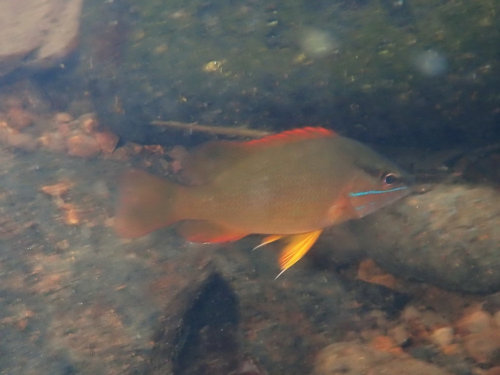 Gorean Snapper (Lutjanus goreensis) - Marine Life Identification