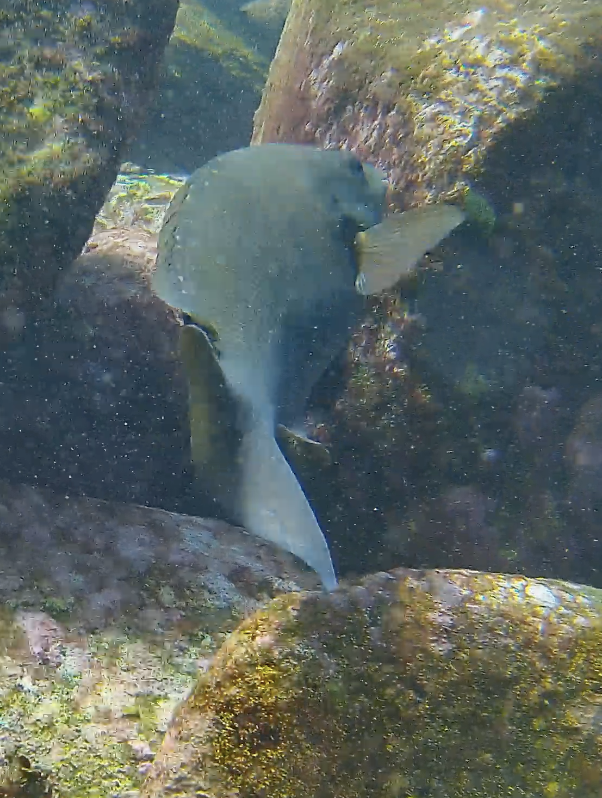 Eastern Blue Groper from shelly beach on March 20, 2022 at 10:01 PM by ...