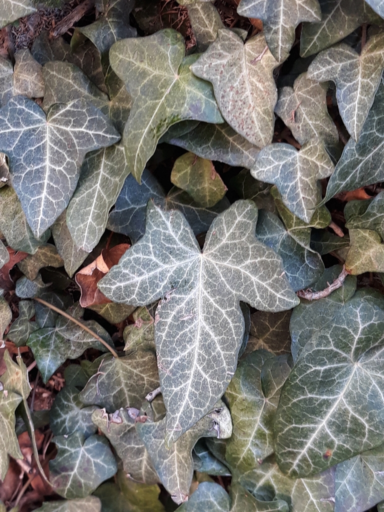 common ivy from 2340 Luxembourg on March 23, 2022 at 10:05 AM by Karim ...