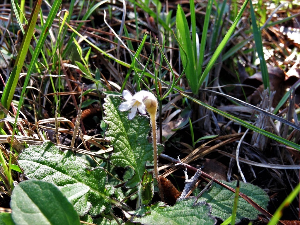one-flowered cancer-root from Dixie County, FL, USA on March 20, 2022 ...