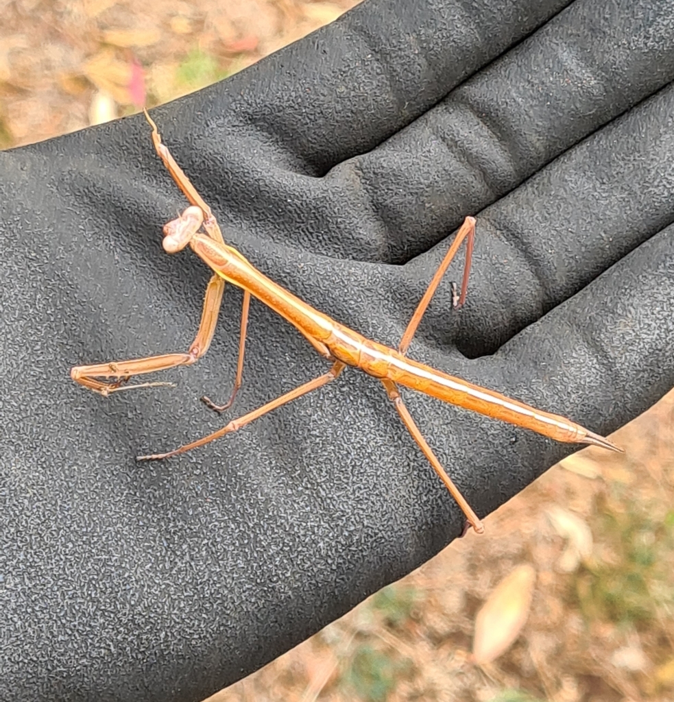 Mallee Grass Mantis from Beaumont SA 5066, Australia on March 23, 2022 ...