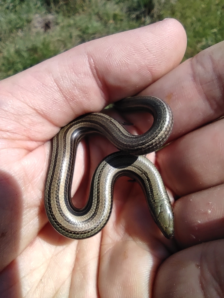 Italian Three-toed Skink from Roma, Lazio, IT on March 23, 2022 at 12: ...