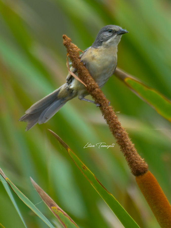 Long-tailed Reed Finch from São Roque, SP, Brasil on December 17, 2021 ...
