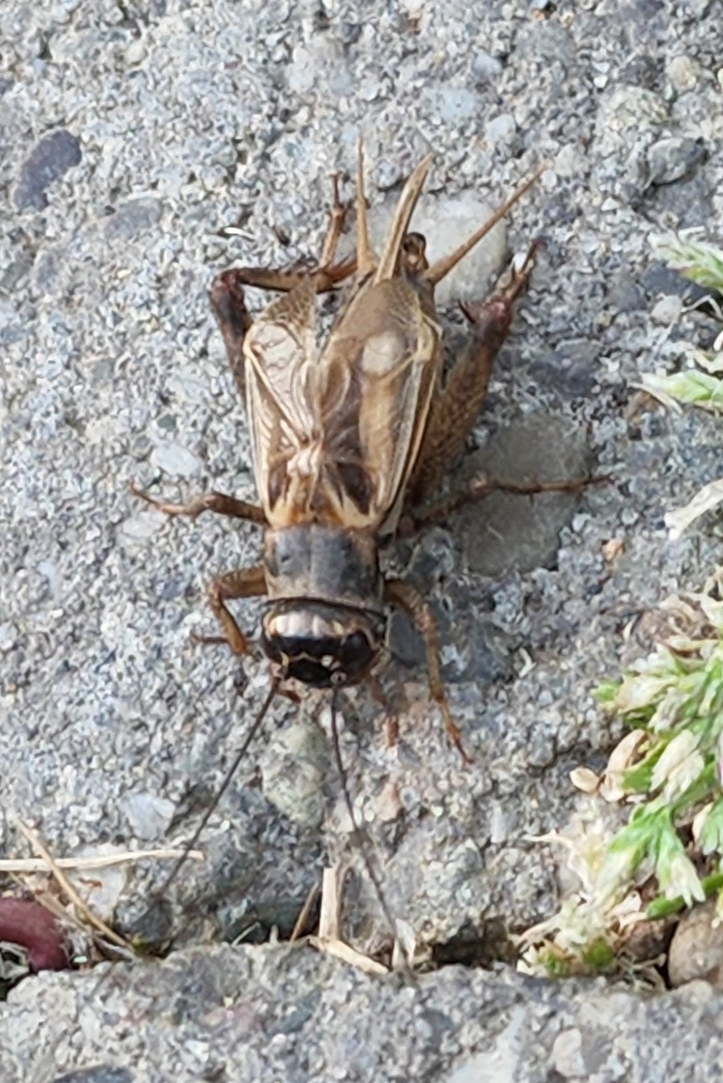 Acheta domesticus (Linnaeus, 1758)