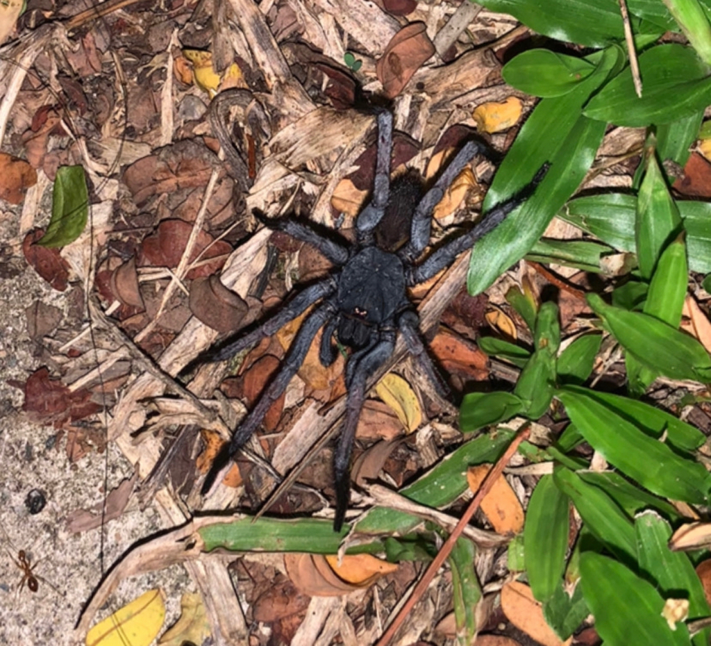 Afrasian Wishbone Spiders from West, SG on March 23, 2022 at 08:05 PM ...