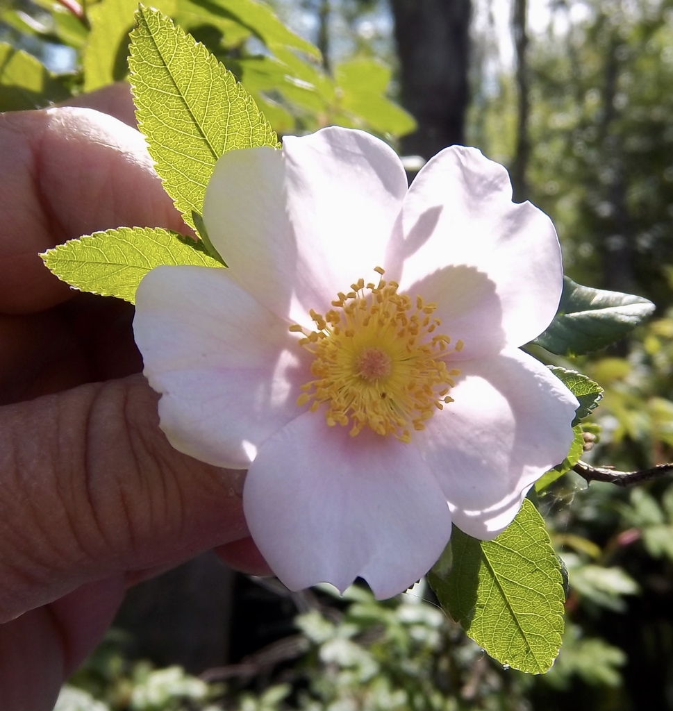 swamp rose from Putnam County, FL, USA on March 22, 2022 at 02:17 PM by ...