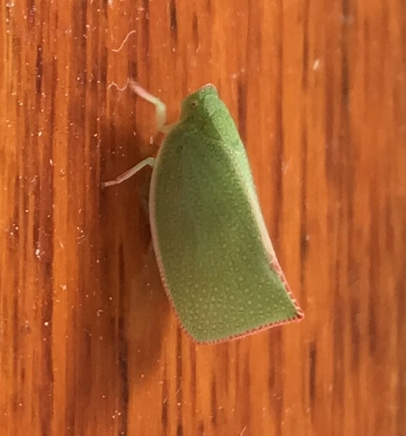 Torpedo Bug from Wanderers Close, Southern Suburbs, WC, ZA on March 23 ...